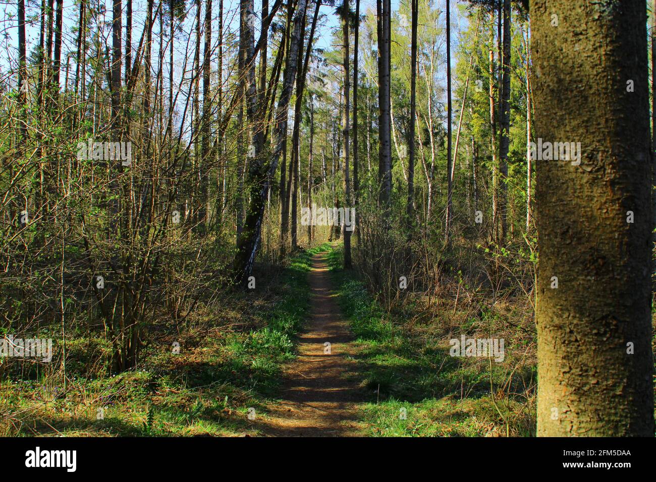 Beautiful walkway in the forest Stock Photo - Alamy
