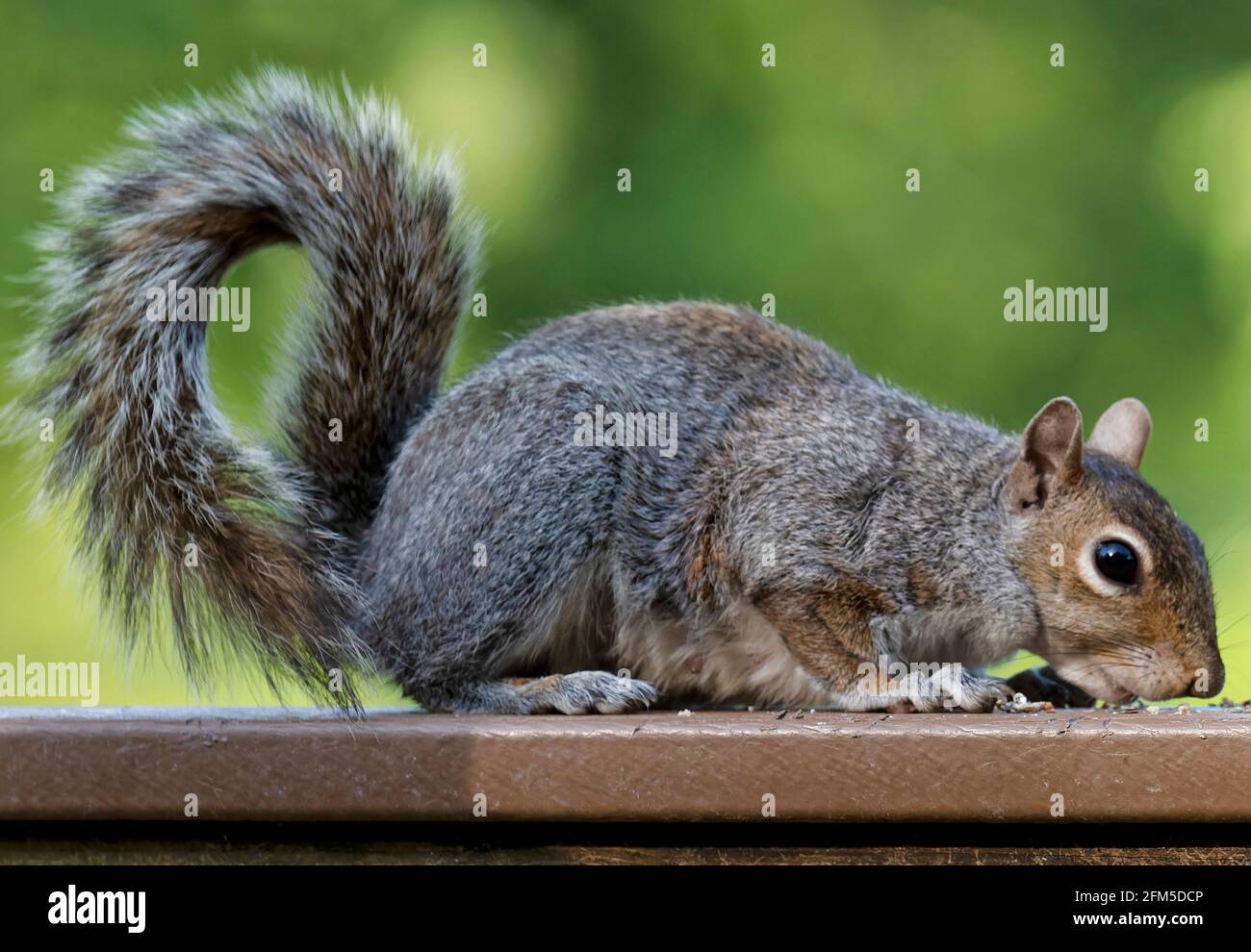 Squirrel poses by the garden fence Stock Photo - Alamy