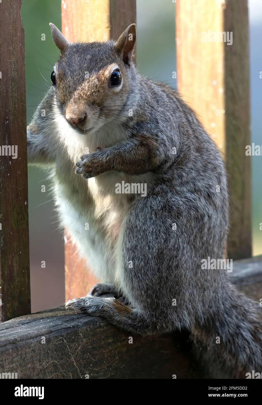 Squirrel poses by the garden fence Stock Photo - Alamy