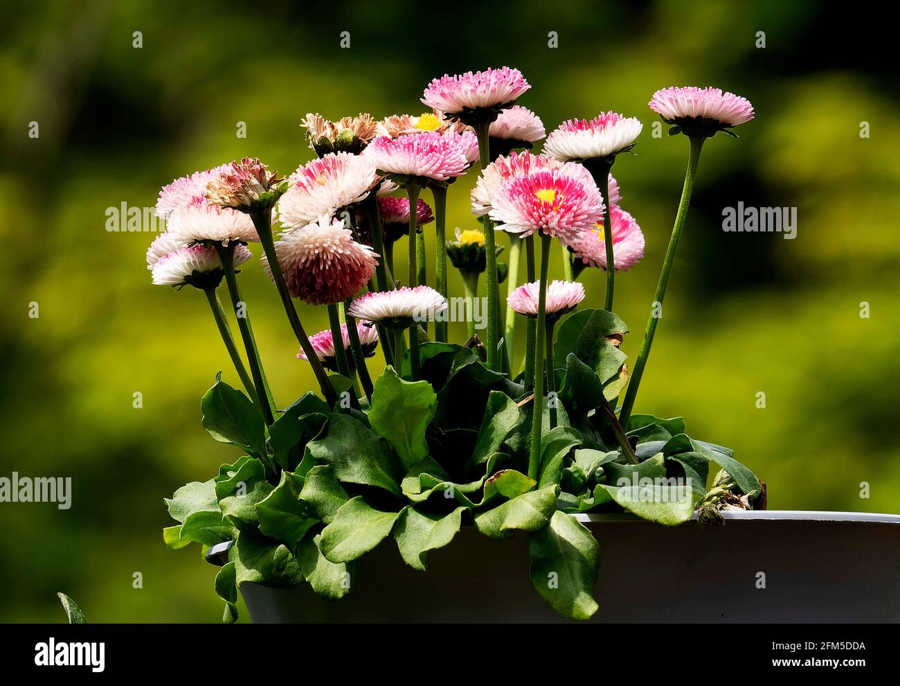 Daisies in full bloom hi-res stock photography and images - Alamy