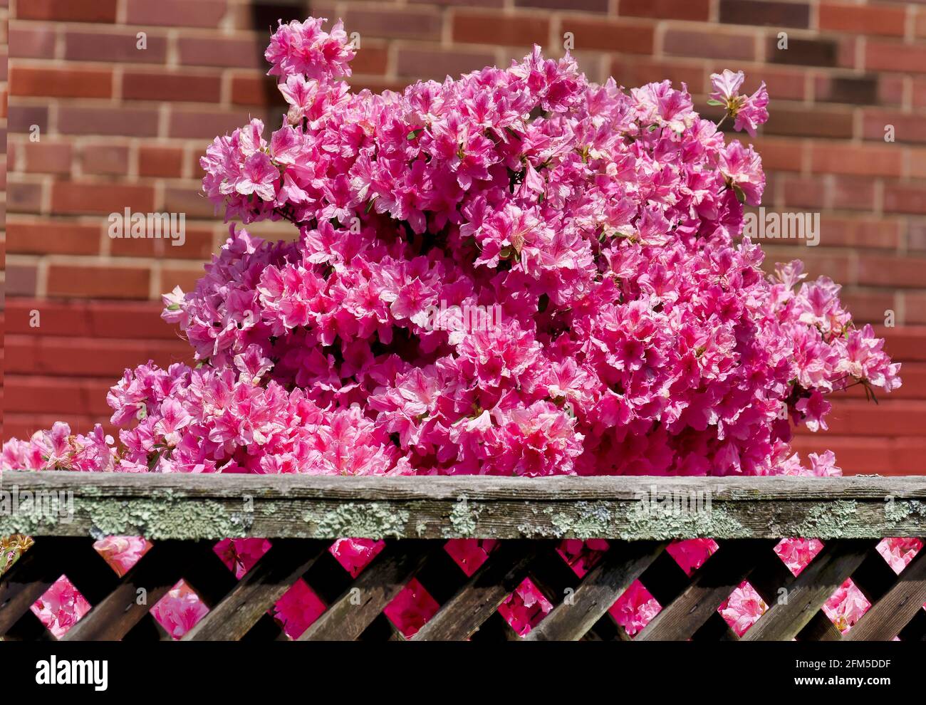 Bright flowering shrub in Spring bloom Stock Photo - Alamy