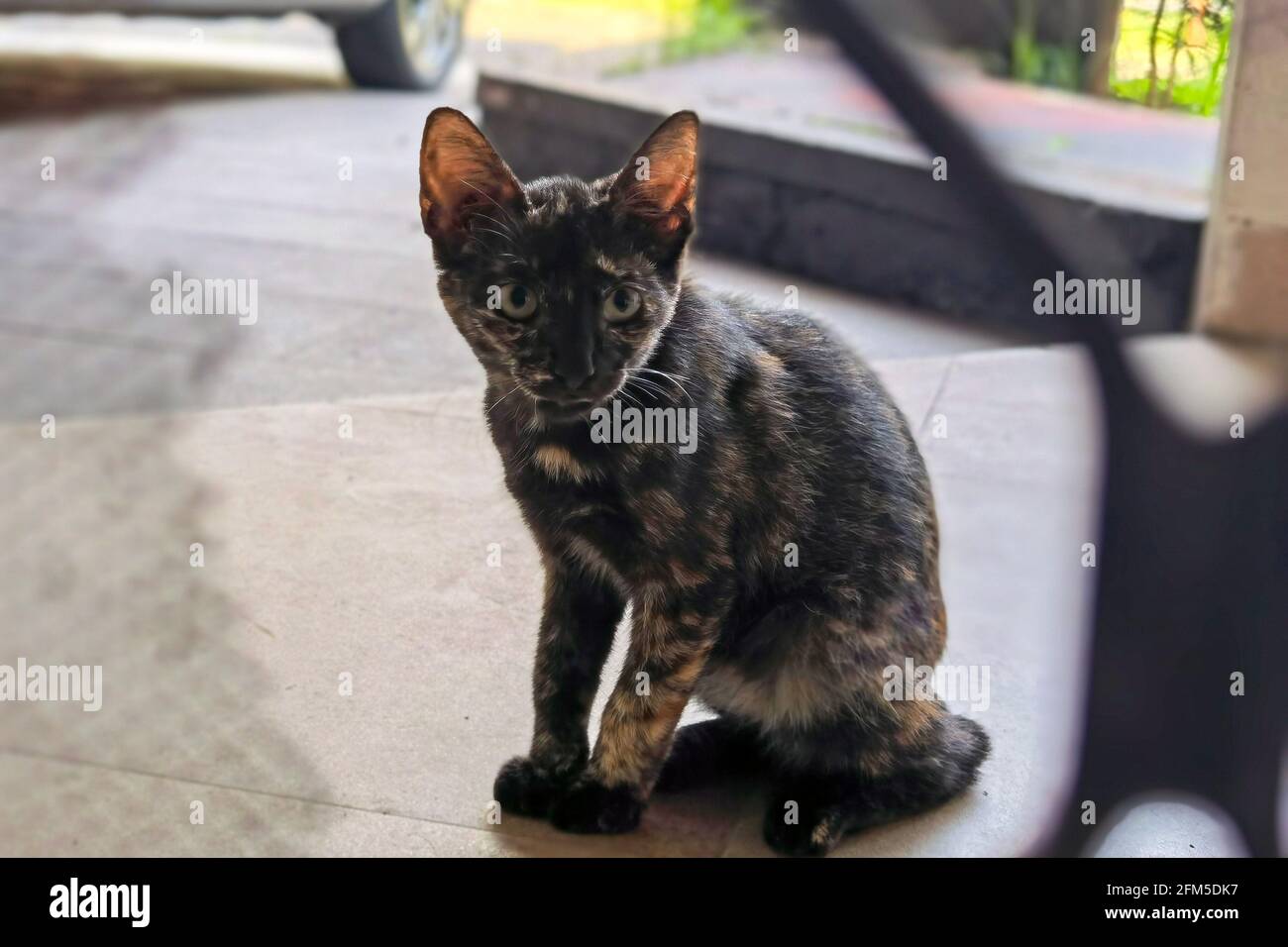 Little Cat at Home, Jakarta, Indonesia Stock Photo - Alamy