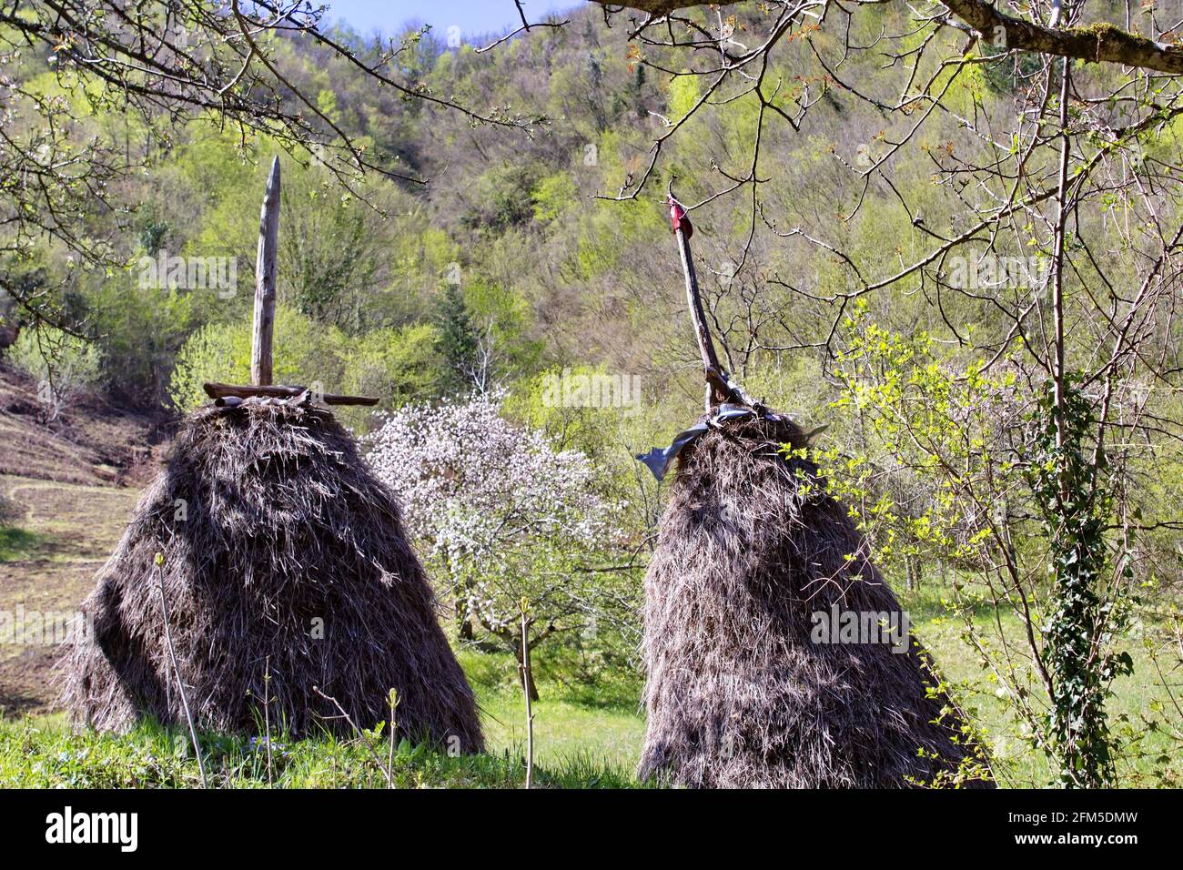 Haystacks in a field with trees and bushes Stock Photo - Alamy