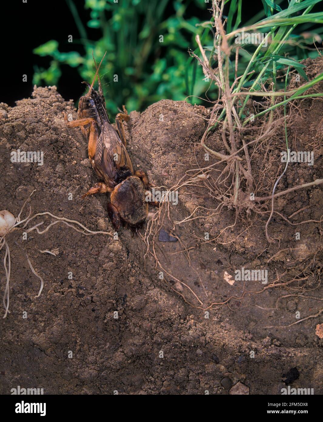 Mole Animal Tunnel High Resolution Stock Photography and Images - Alamy