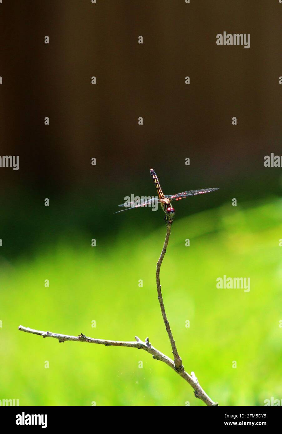 Fastest flying insects hi-res stock photography and images - Alamy