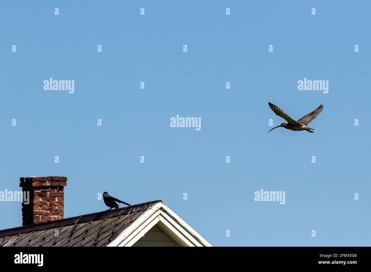 Eurasian curlew wings hi-res stock photography and images - Alamy