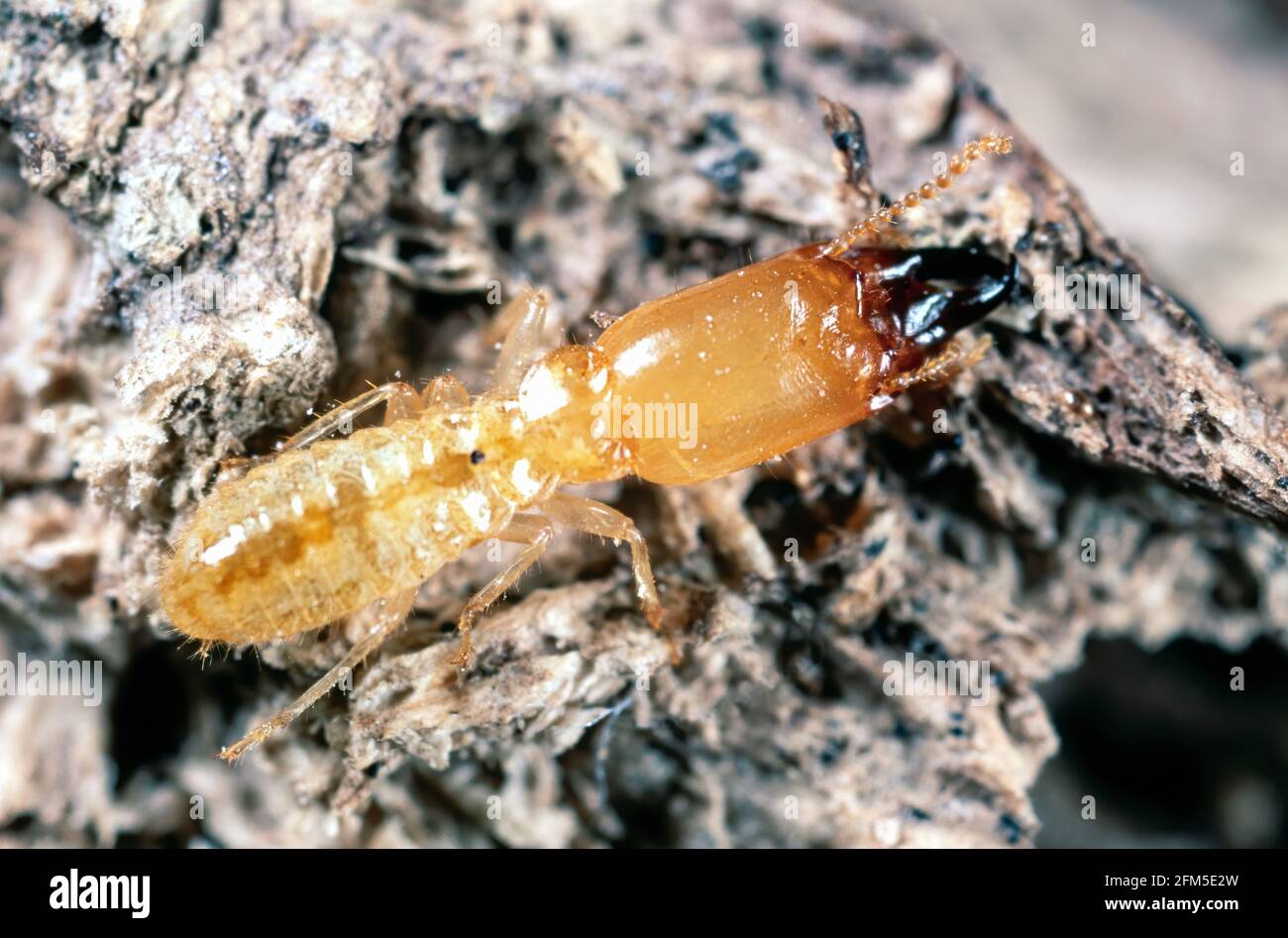 Soldier Termite High Resolution Stock Photography and Images - Alamy