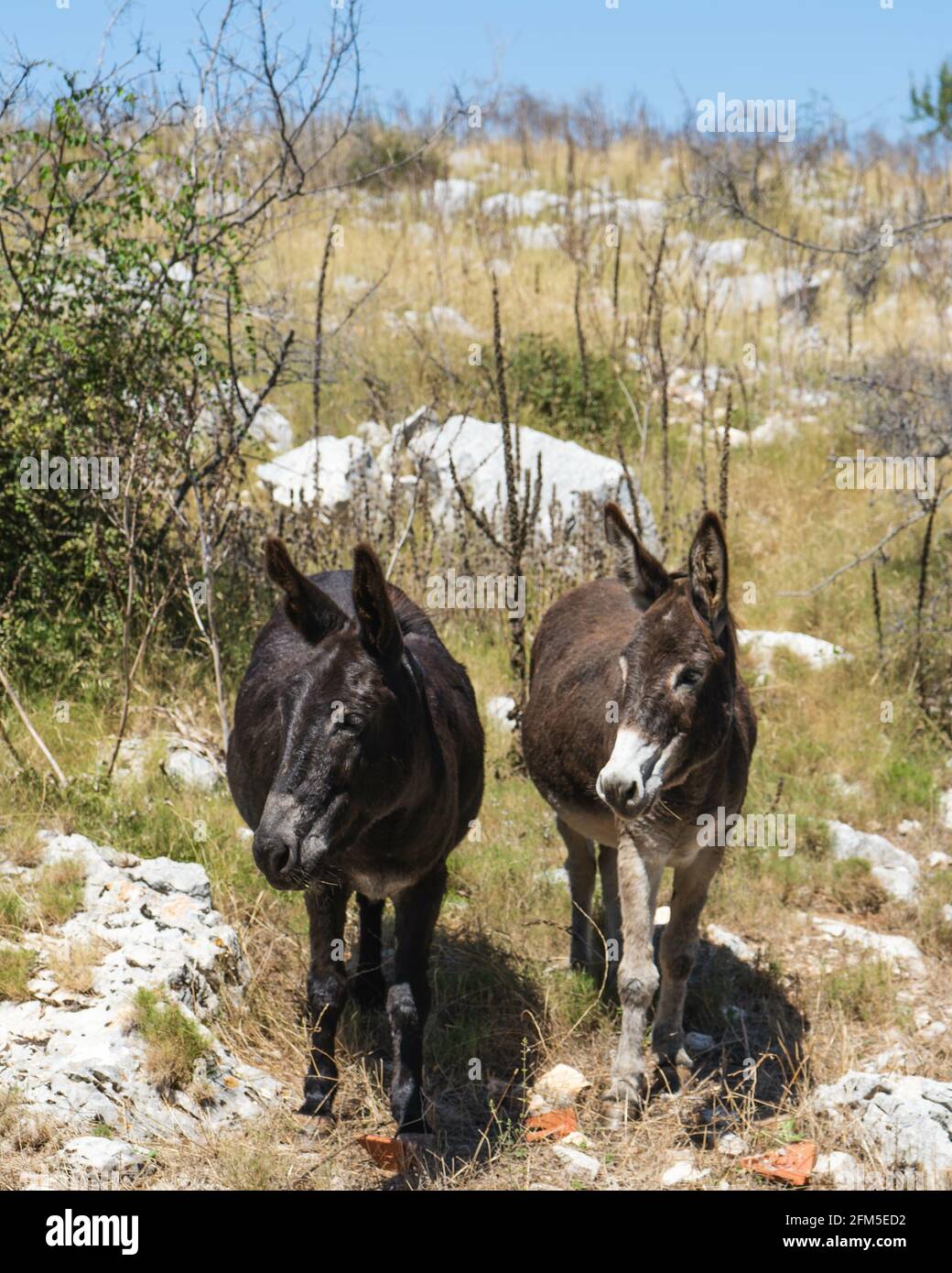 Vertical shot of two donkeys grazing on the pasture Stock Photo - Alamy