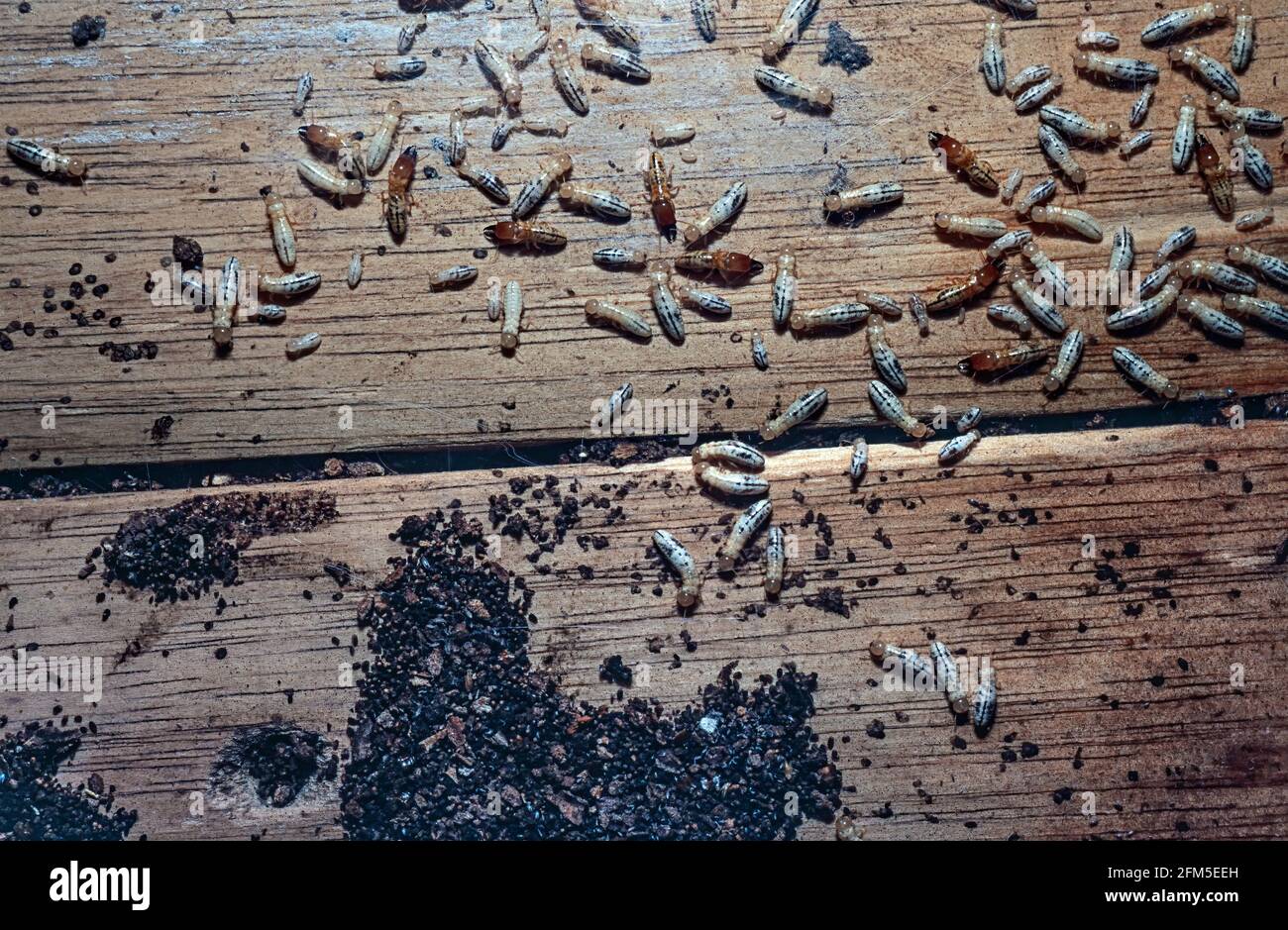 Termite Damage High Resolution Stock Photography and Images - Alamy