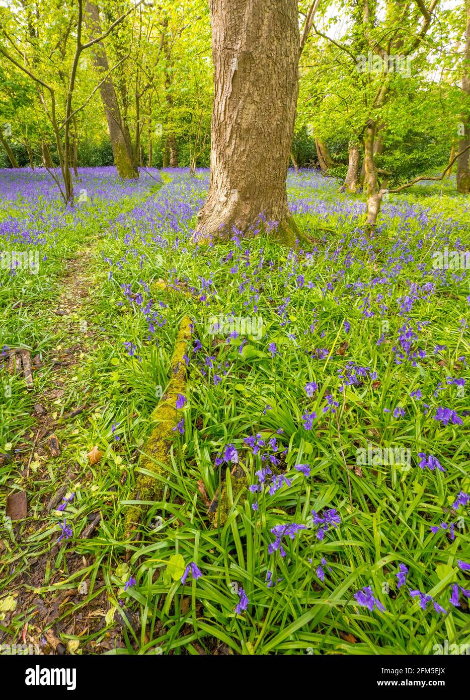 Ancient woodland trail hi-res stock photography and images - Alamy