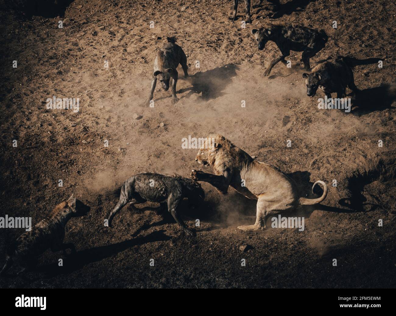 Lion fight hyena hi-res stock photography and images - Alamy