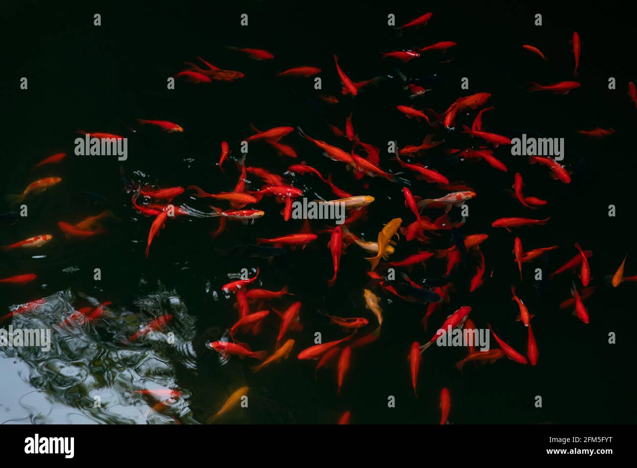 Red carp hi-res stock photography and images - Alamy