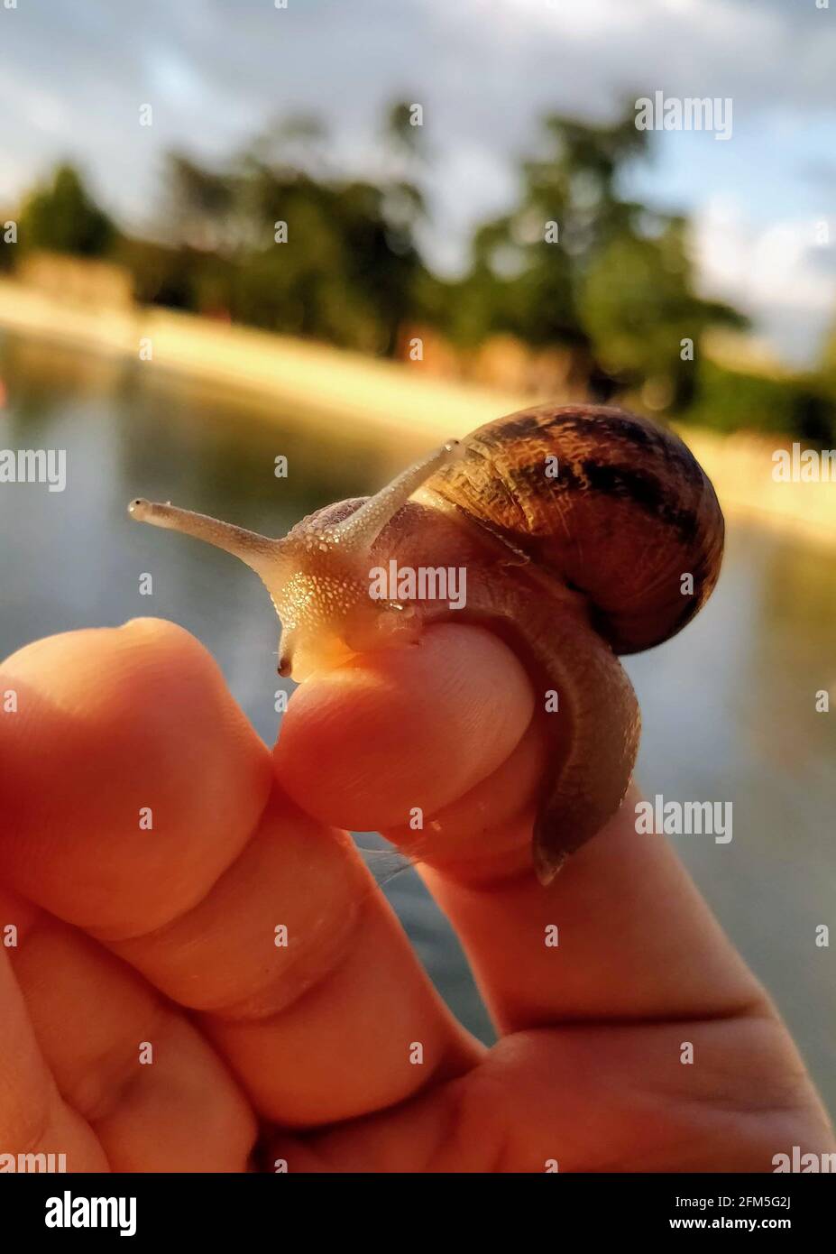 Little finger snail hi-res stock photography and images - Alamy