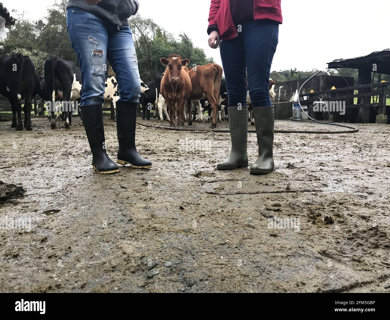 Closeup of two women's feet wearing boots in front of cows outdoors on ...