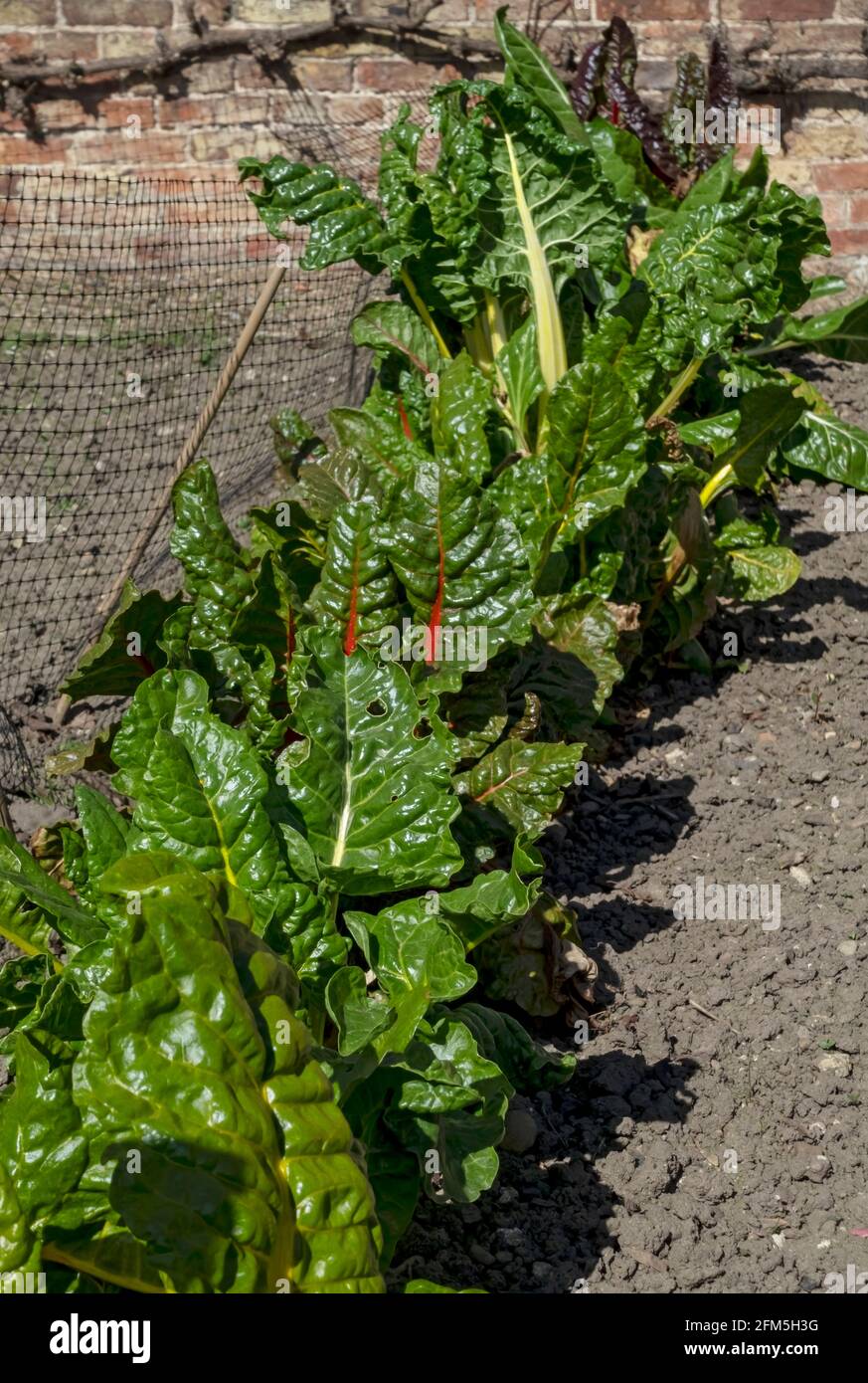 Rainbow chard leafy vegetables plants growing in vegetable plot garden ...