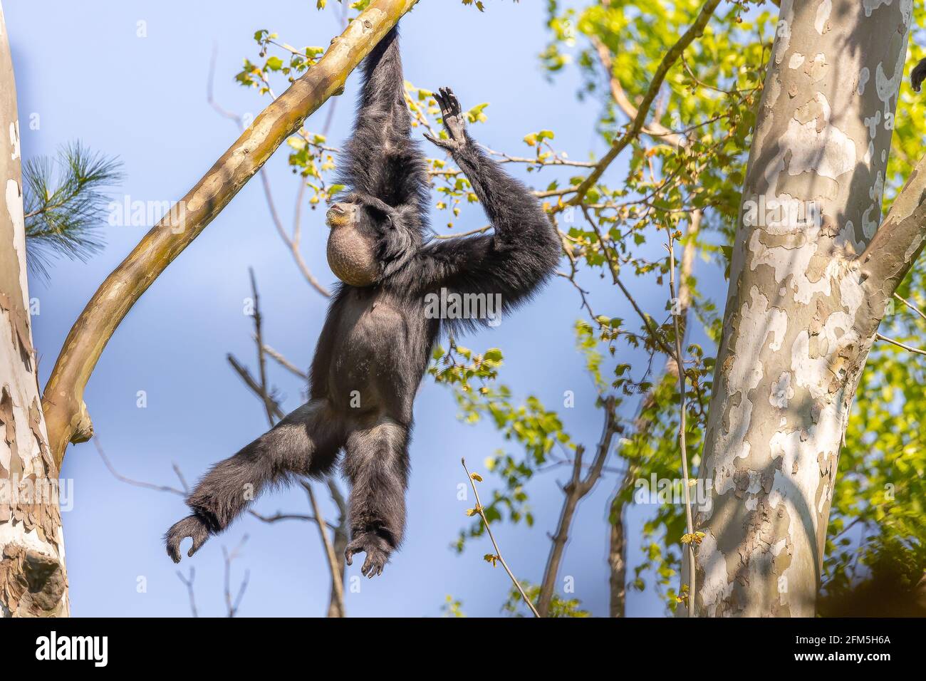 Tree jumping tour hi-res stock photography and images - Alamy