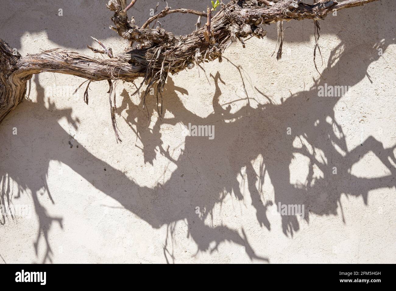 wall with vine and its shadow Stock Photo - Alamy