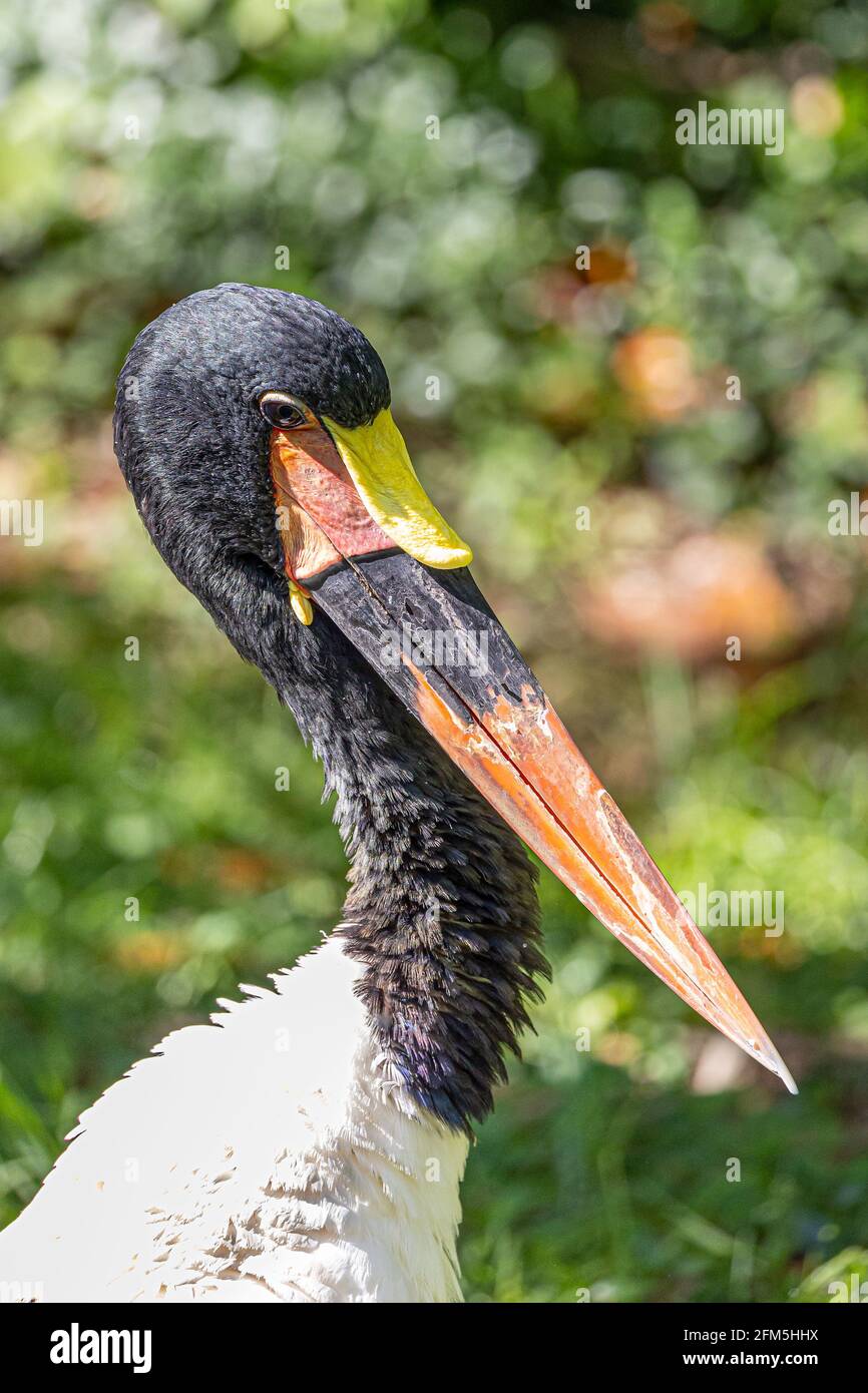 Vertical shot of a beautiful stork with a long beak on the forest Stock ...