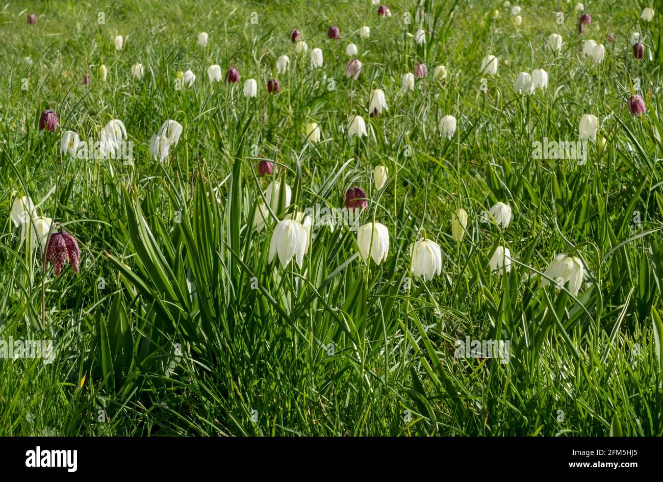 Horticulture fritillarias hi-res stock photography and images - Alamy