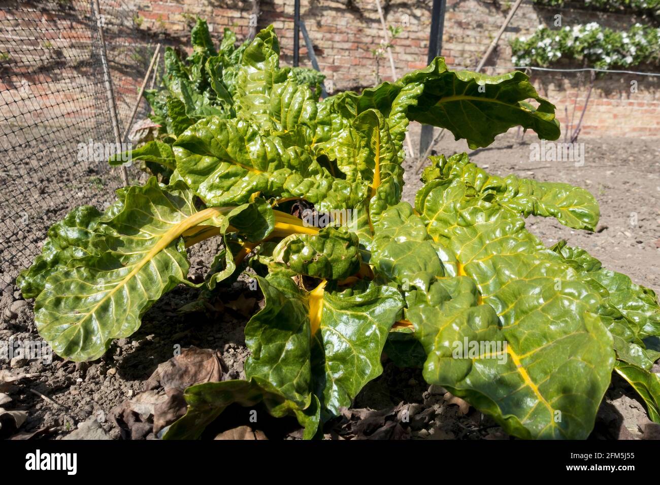 Rainbow chard plants growing leafy vegetables in vegetable veg plot ...