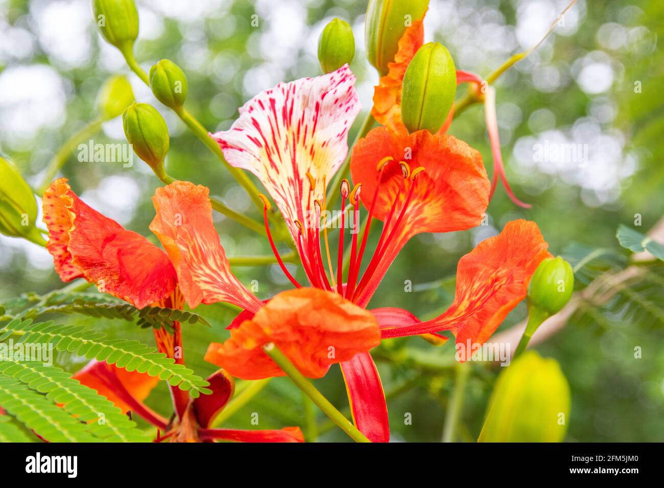 Closeup shot of a beautiful flower of Peacock Tree in the garden from ...