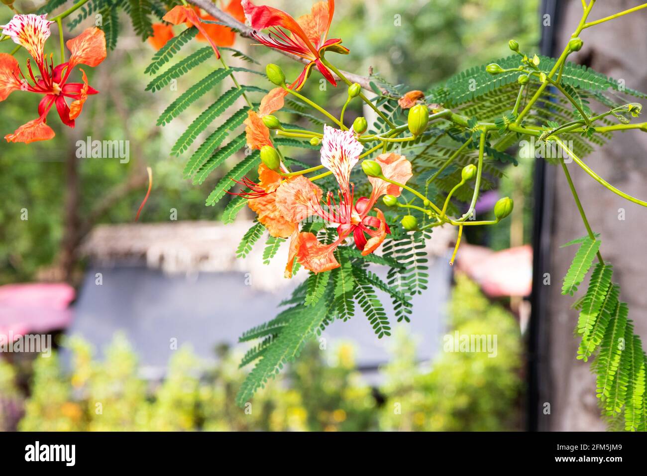 Closeup shot of a beautiful flower of Peacock Tree in the garden from ...