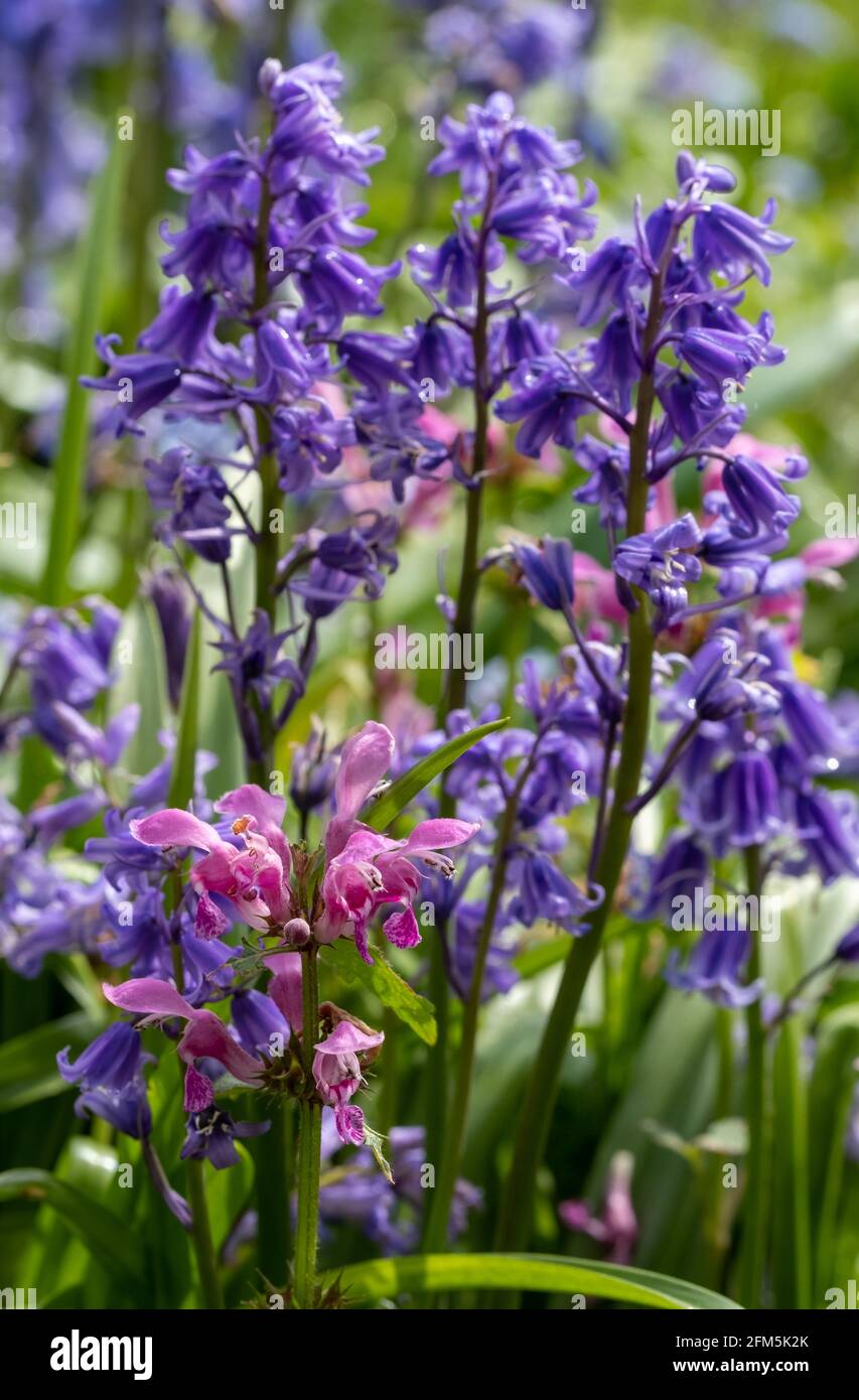 Purple dead nettle with attractive pink flowers amidst a cluster of ...
