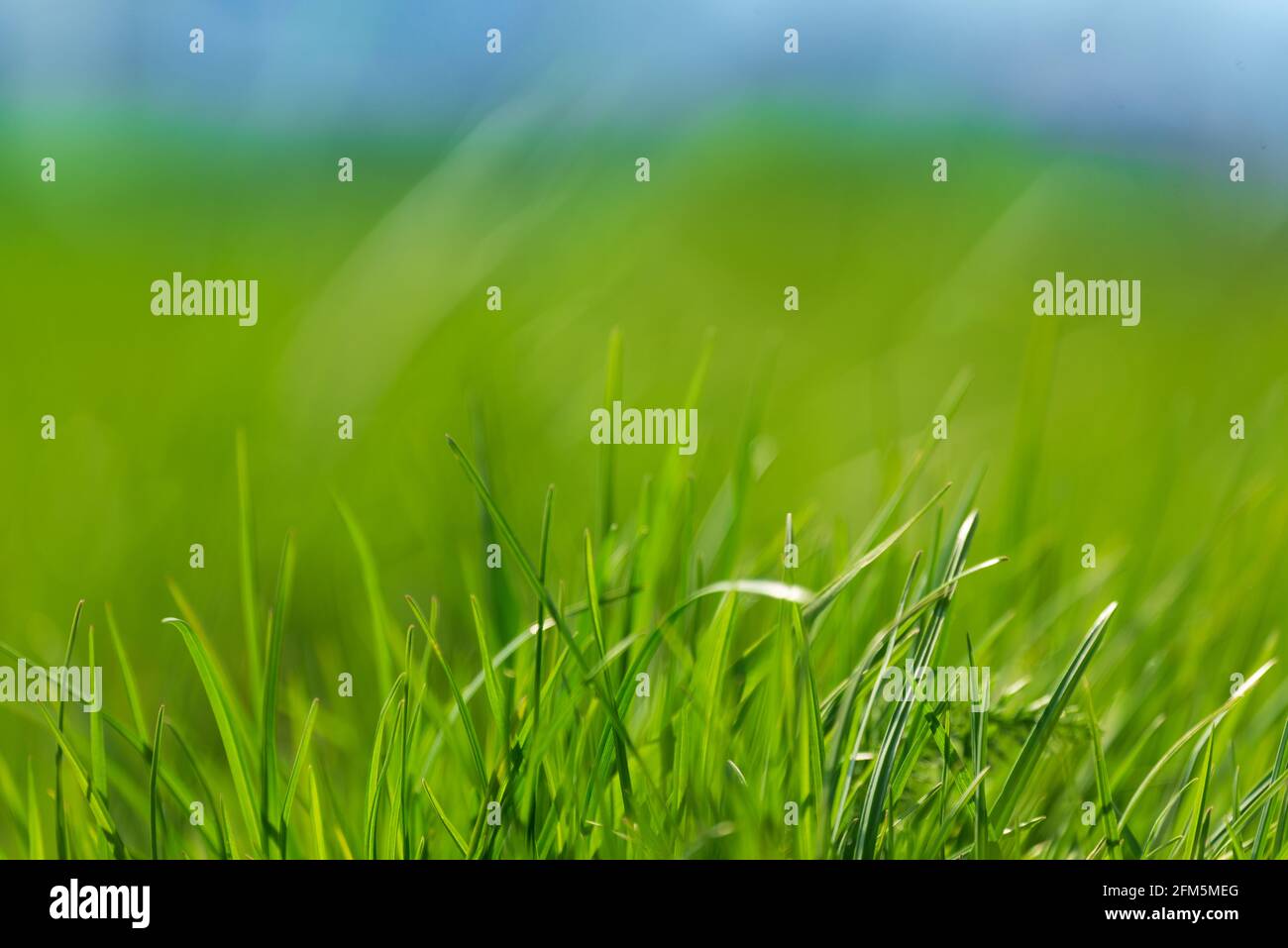 Fresh green grass against blue sky. Abstract spring background Stock ...