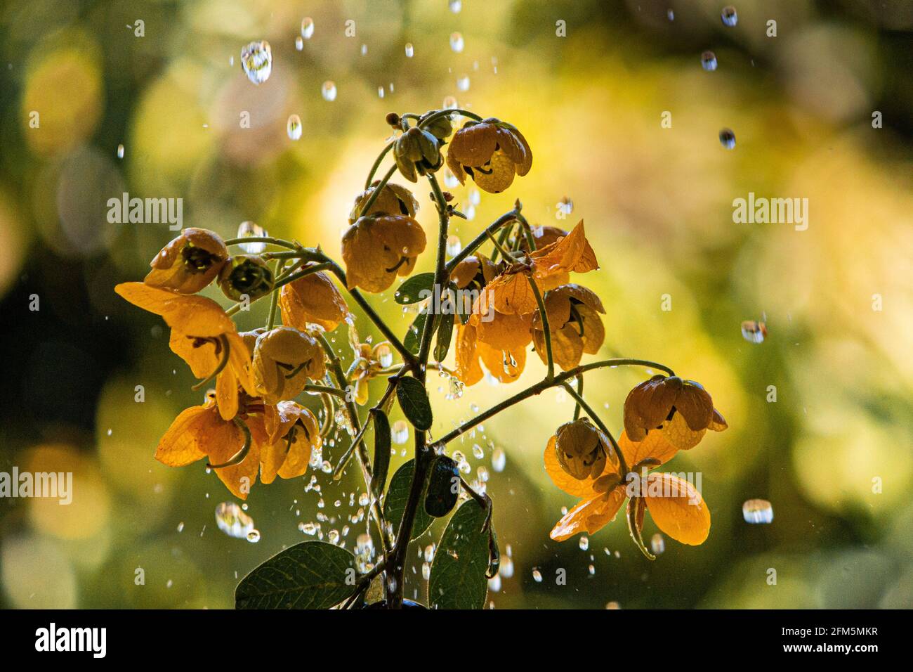 Flower native to the tropical region of Brazil Stock Photo - Alamy