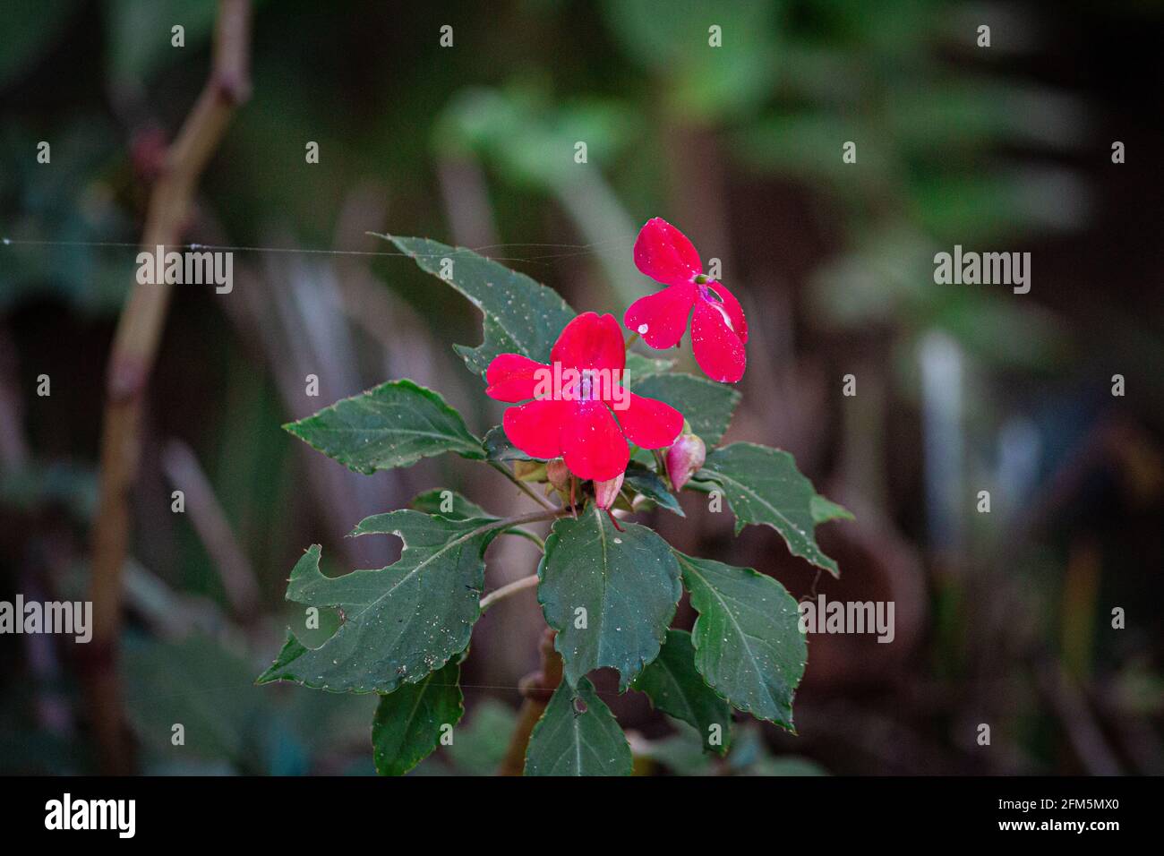 Flower native to the tropical region of Brazil Stock Photo - Alamy