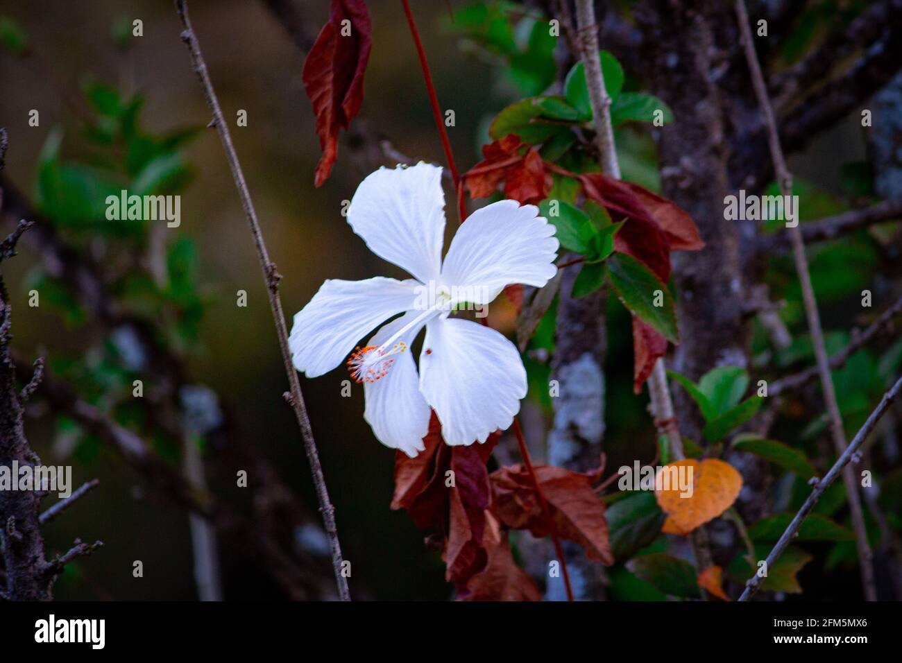 Flower native to the tropical region of Brazil Stock Photo - Alamy