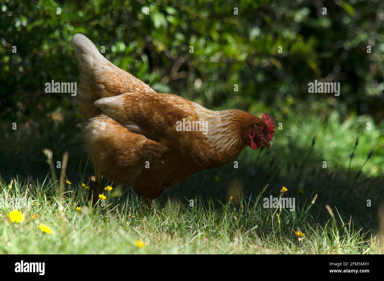 laying hen walking through the grass looking for food, red ganilla with ...