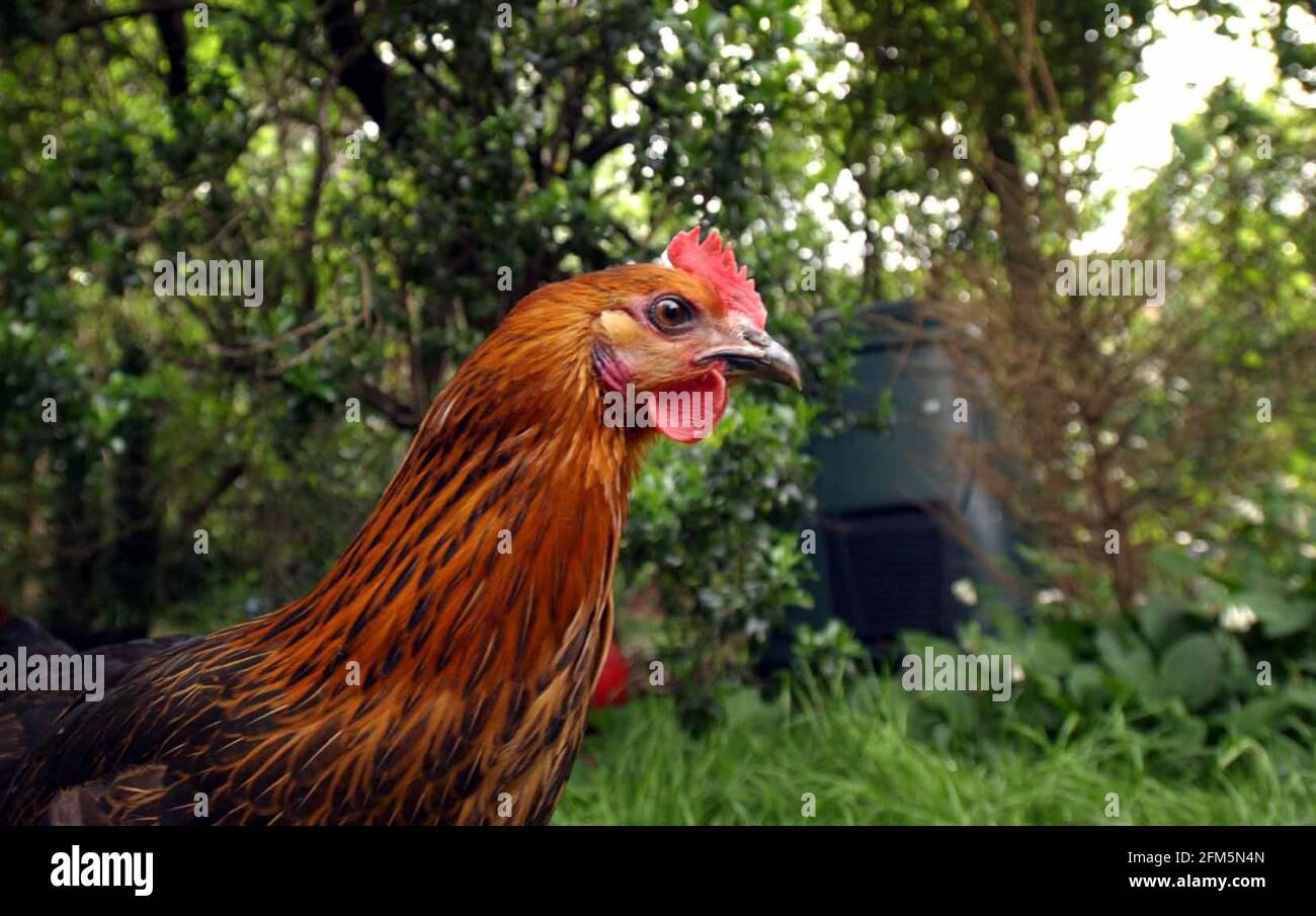 Deborah ross hi-res stock photography and images - Alamy