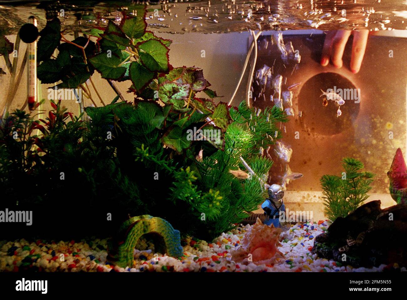 MOONLIGHT FISH TANKtSomeone who is trying to see if the eclipse has an ...