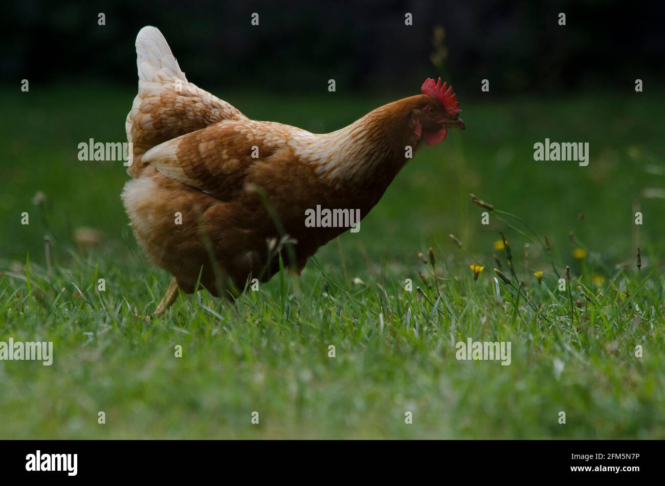 red laying hen walking on the free pasture, natural farm hens Stock ...