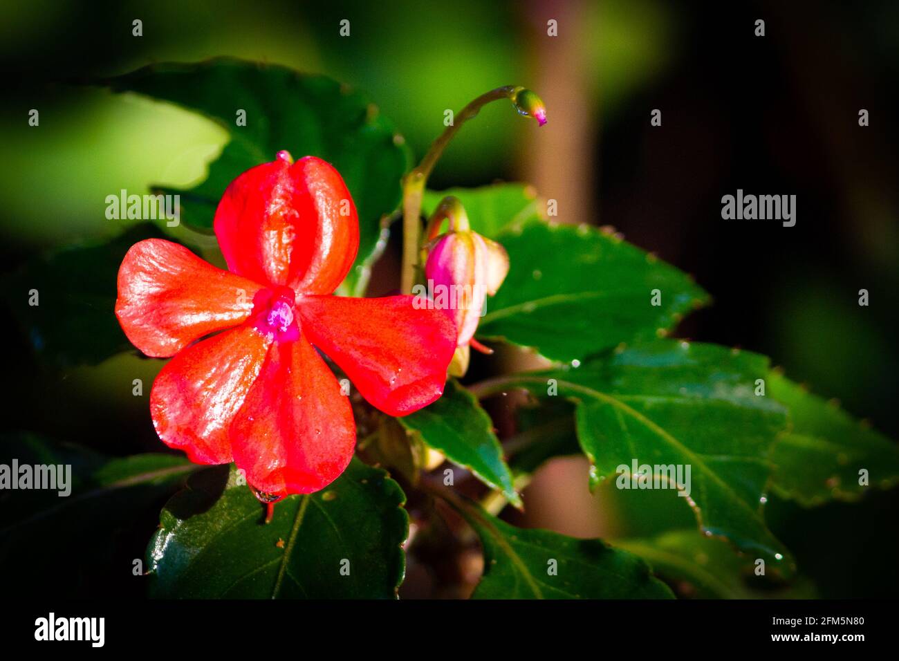 Flower native to the tropical region of Brazil Stock Photo - Alamy