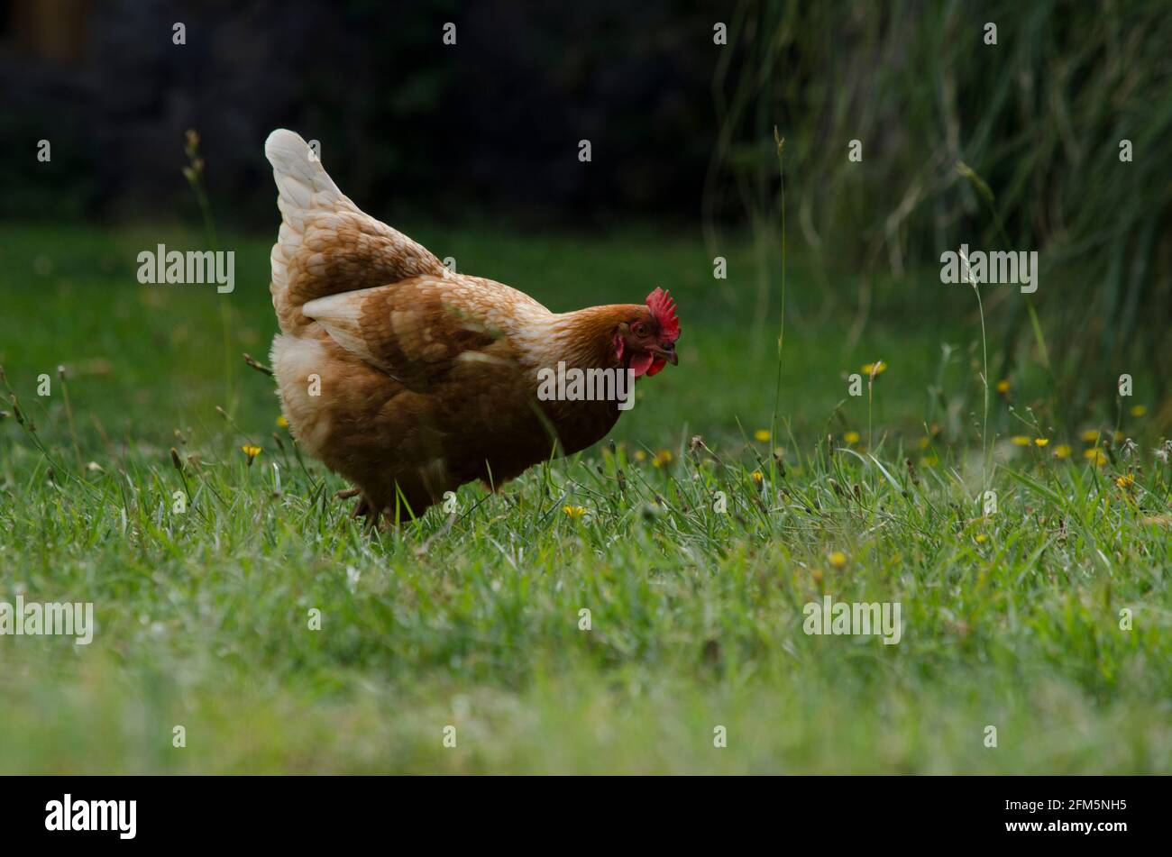 laying hen running through the garden, in the morning. Natural, organic ...