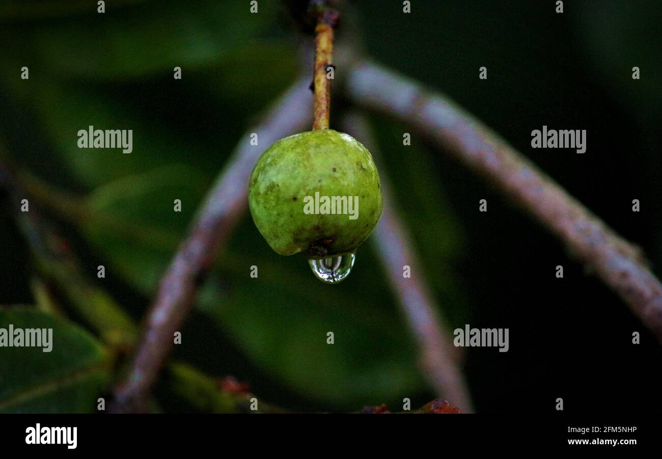 Brazilian cerrado hi-res stock photography and images - Alamy