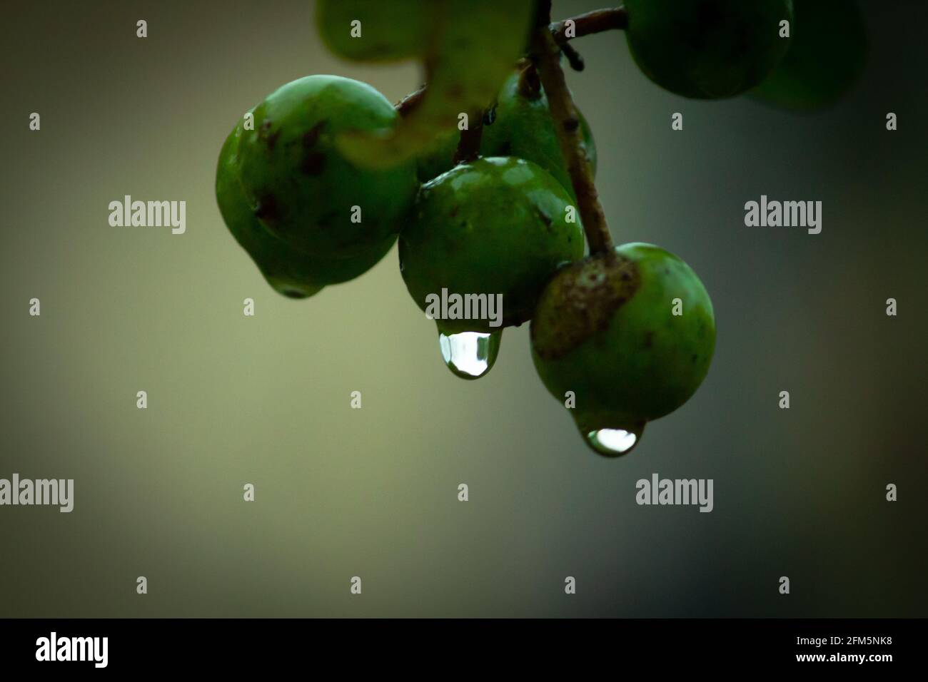 Landscape and vegetation of the Brazilian cerrado Stock Photo - Alamy