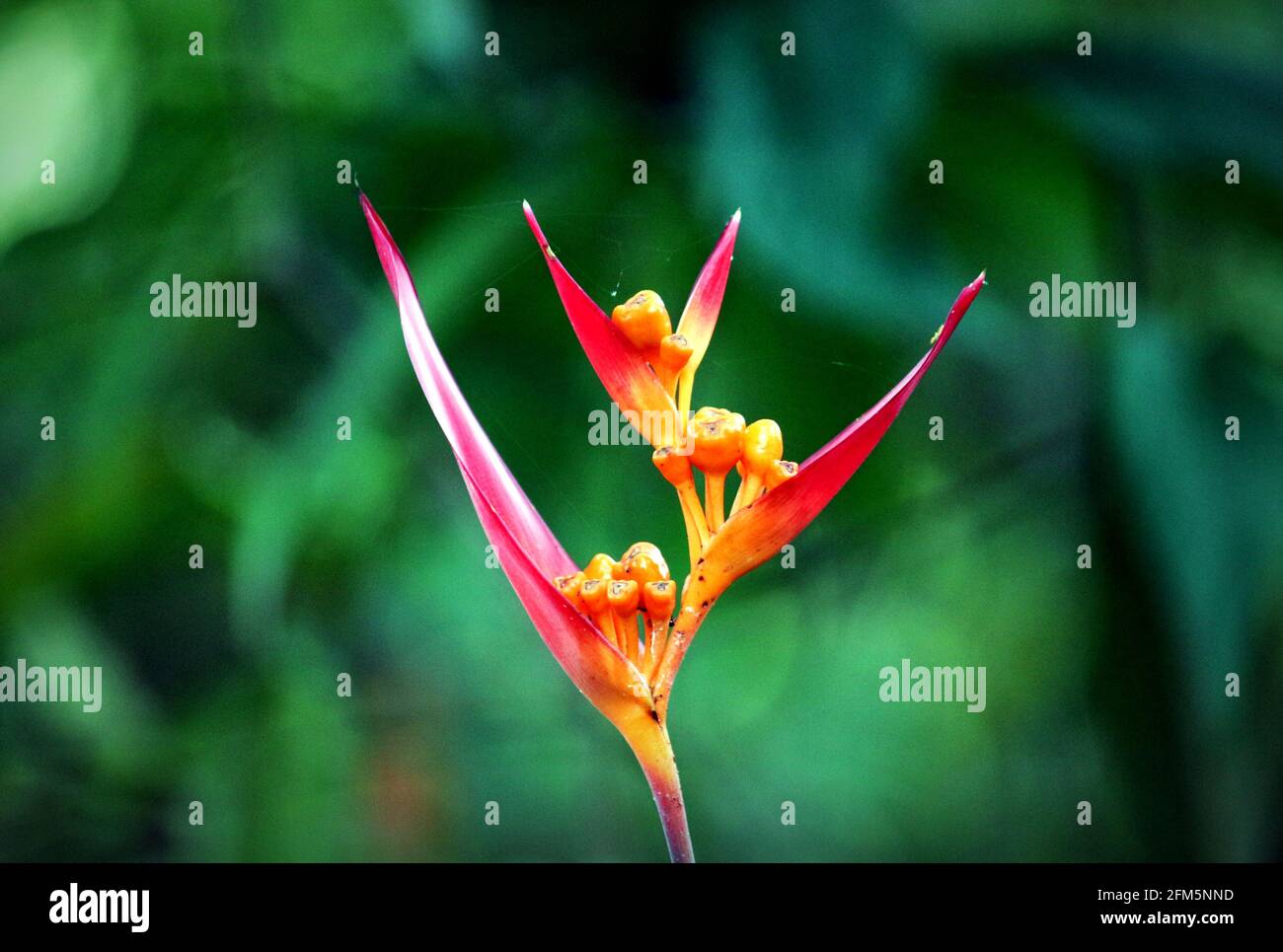 Flower native to the tropical region of Brazil Stock Photo - Alamy