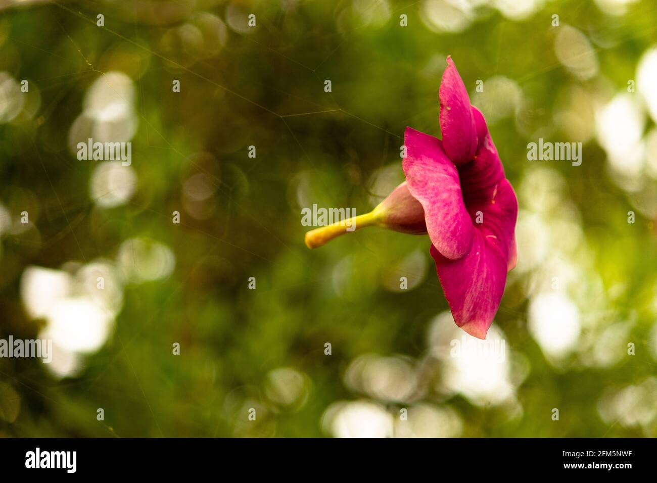 Flower native to the tropical region of Brazil Stock Photo - Alamy