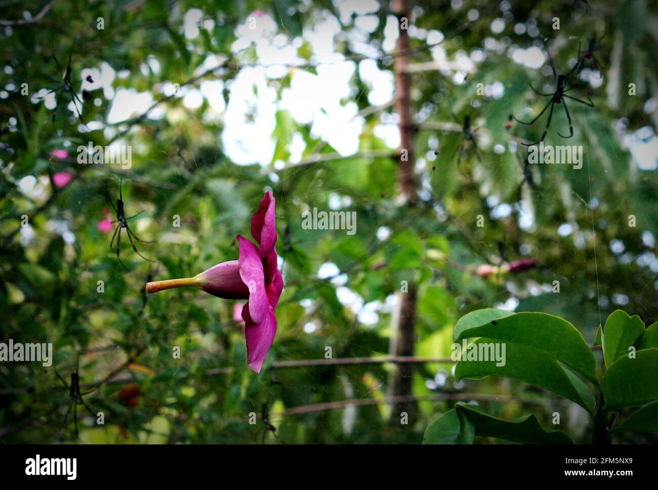 Flower native to the tropical region of Brazil Stock Photo - Alamy