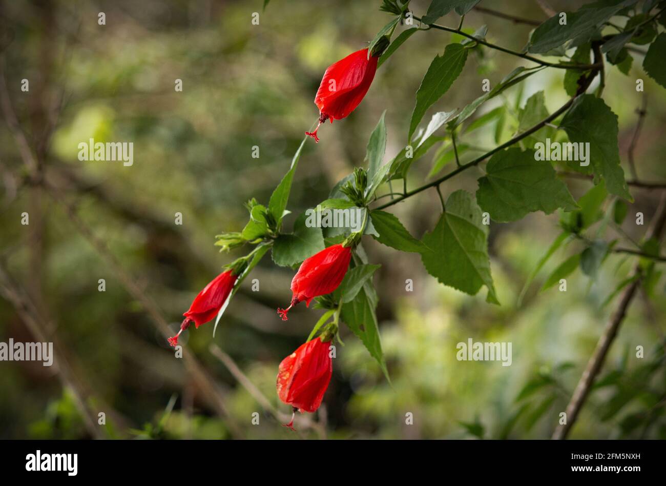 Flower native to the tropical region of Brazil Stock Photo - Alamy