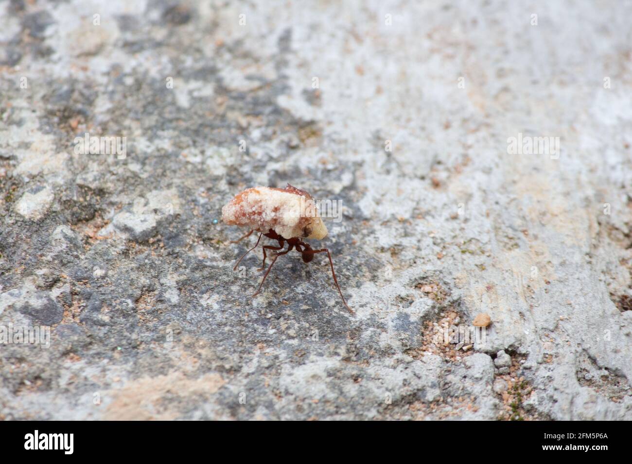 Cutting ant hi-res stock photography and images - Alamy