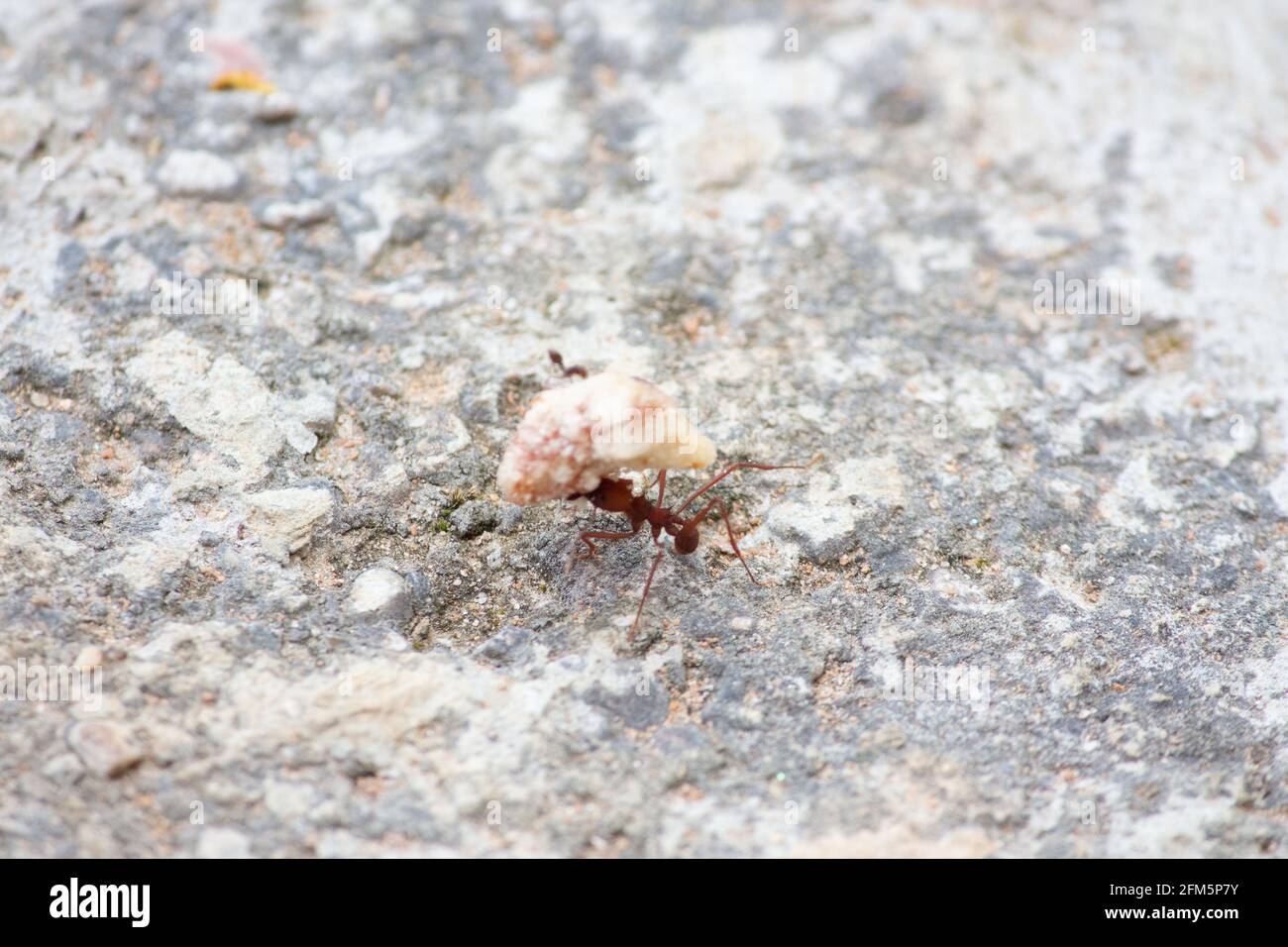 Cutting ant hi-res stock photography and images - Alamy