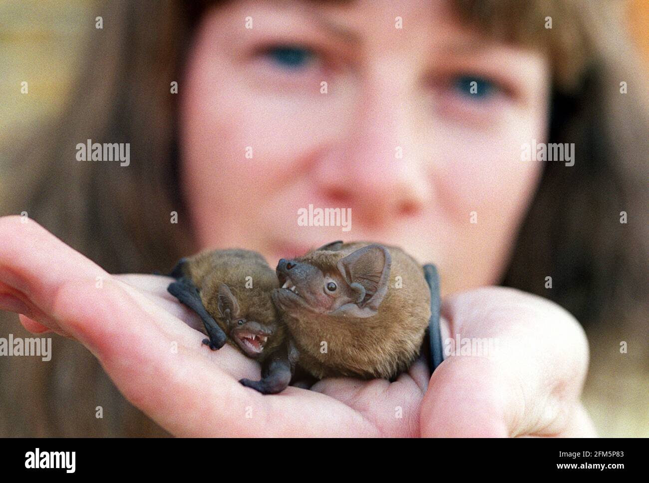 The bat year hi-res stock photography and images - Alamy