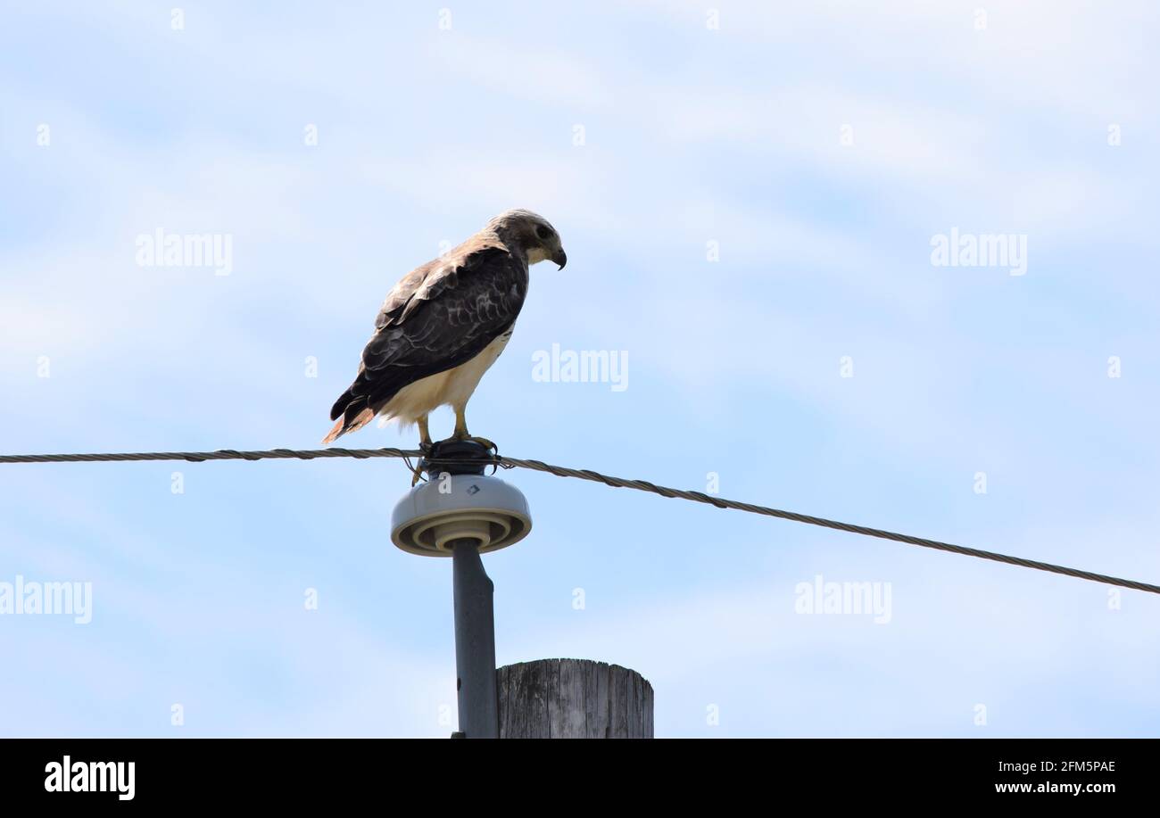 Red-Tailed Hawk perched on power pole Stock Photo - Alamy