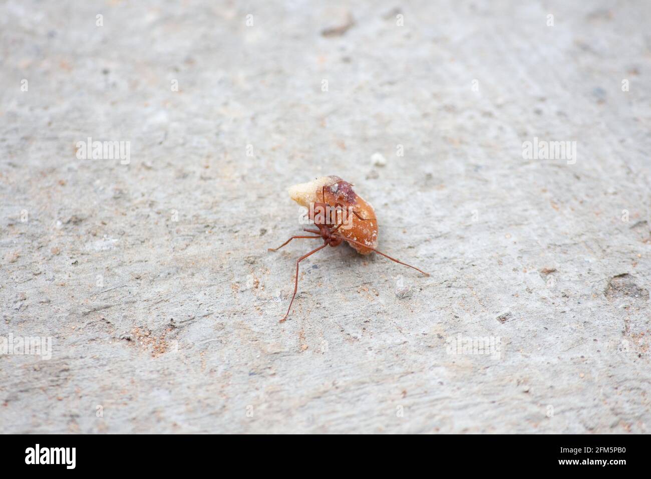Cutting ant hi-res stock photography and images - Alamy