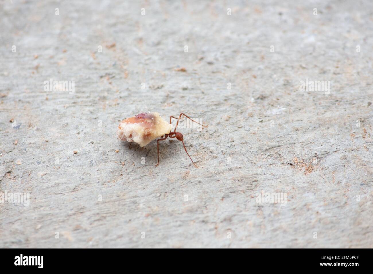Leaf-cutting ant or loggerhead ant Stock Photo - Alamy