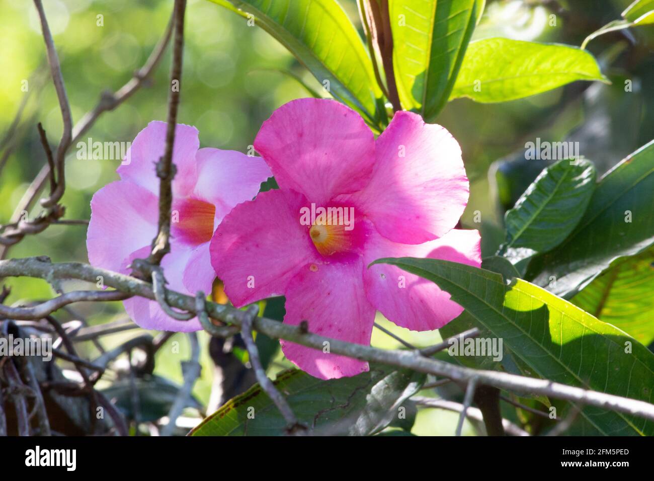Flower native to the tropical region of Brazil Stock Photo - Alamy